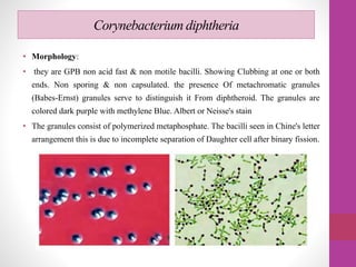 Lecture 6:- Corynebacterium diphtheria | PPTX