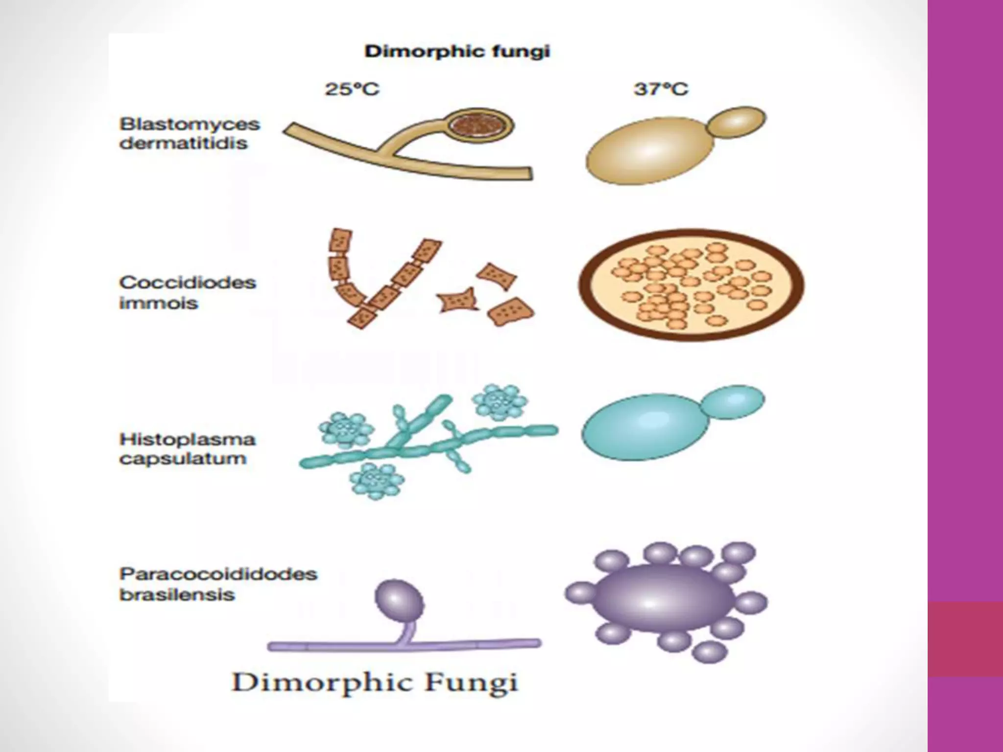 Lecture 9:- General Characters Of Fungi | PPTX