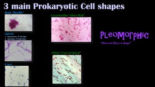Microbiology lecture | PPT