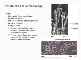 Microbiology LECTURE1.pptx