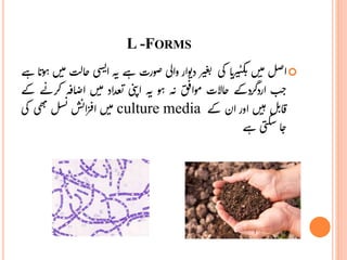 Microbiology lecture 2 | PPT