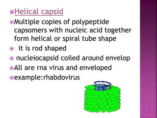 microbiology | PPT