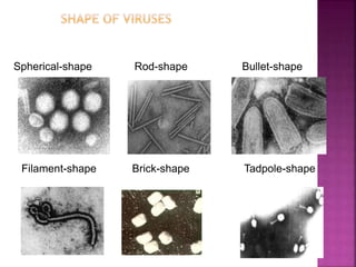 microbiology | PPT