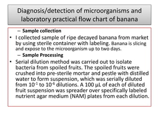 Microbiology of banana.pptx