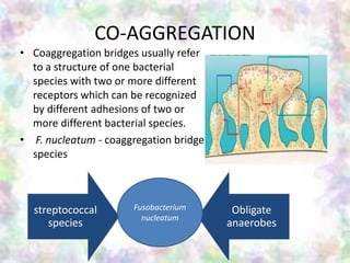 Microbiology of dental caries ppt | PPTX
