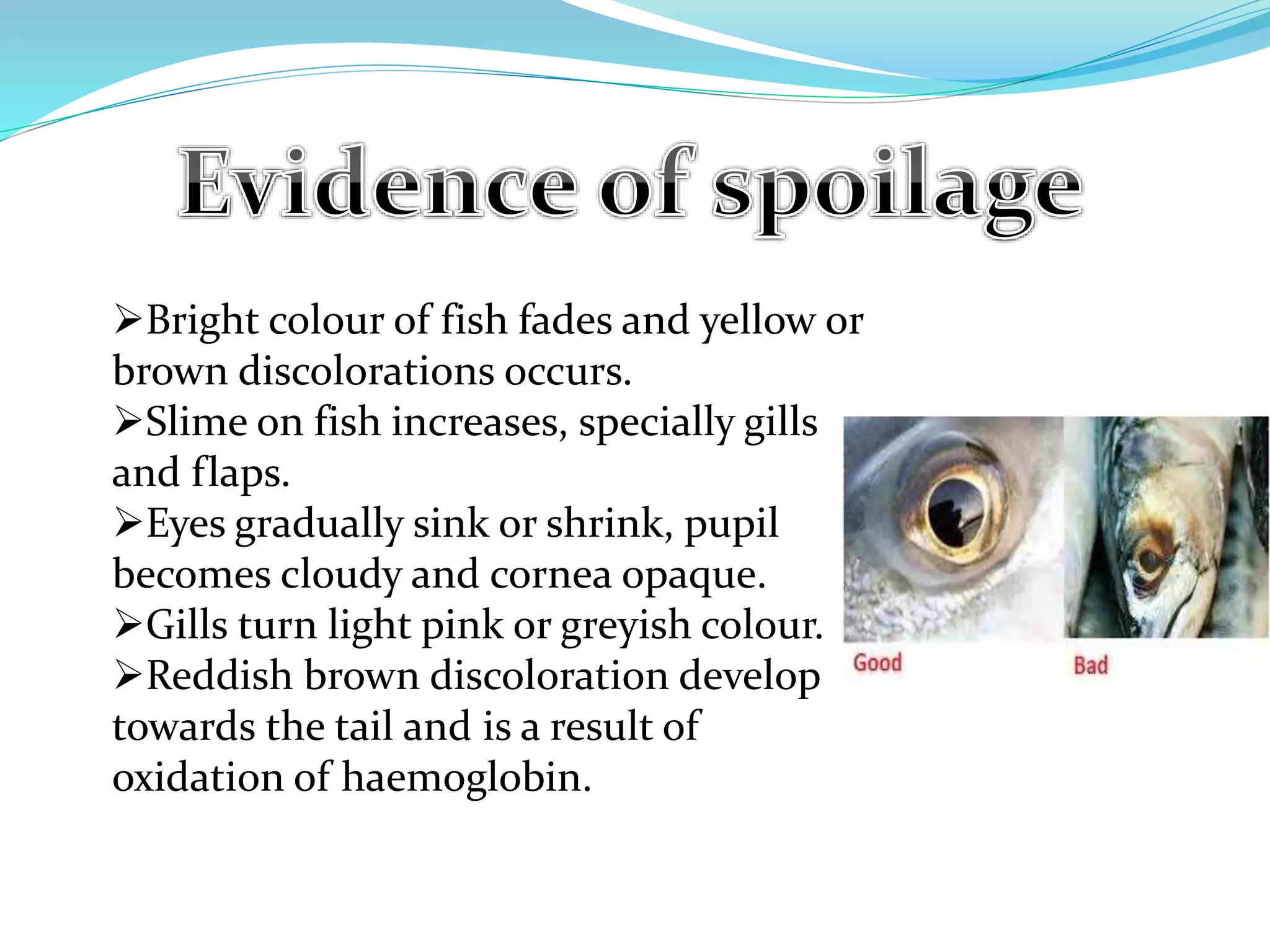 Microbiology of fish and eggs | PPTX