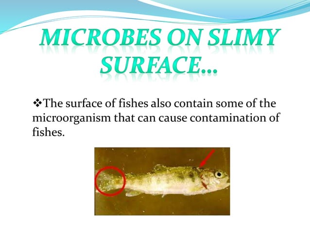 Microbiology of fish and eggs | PPT