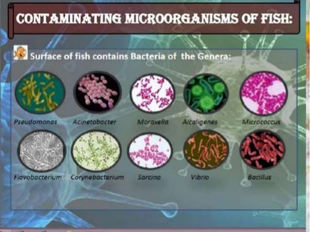 Microbiology of fish and eggs | PPT