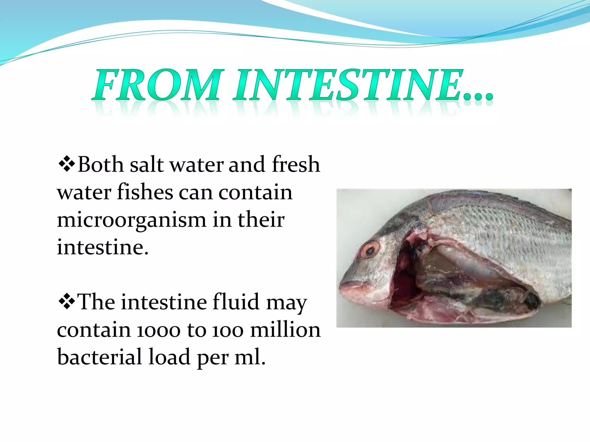 Microbiology of fish and eggs | PPTX