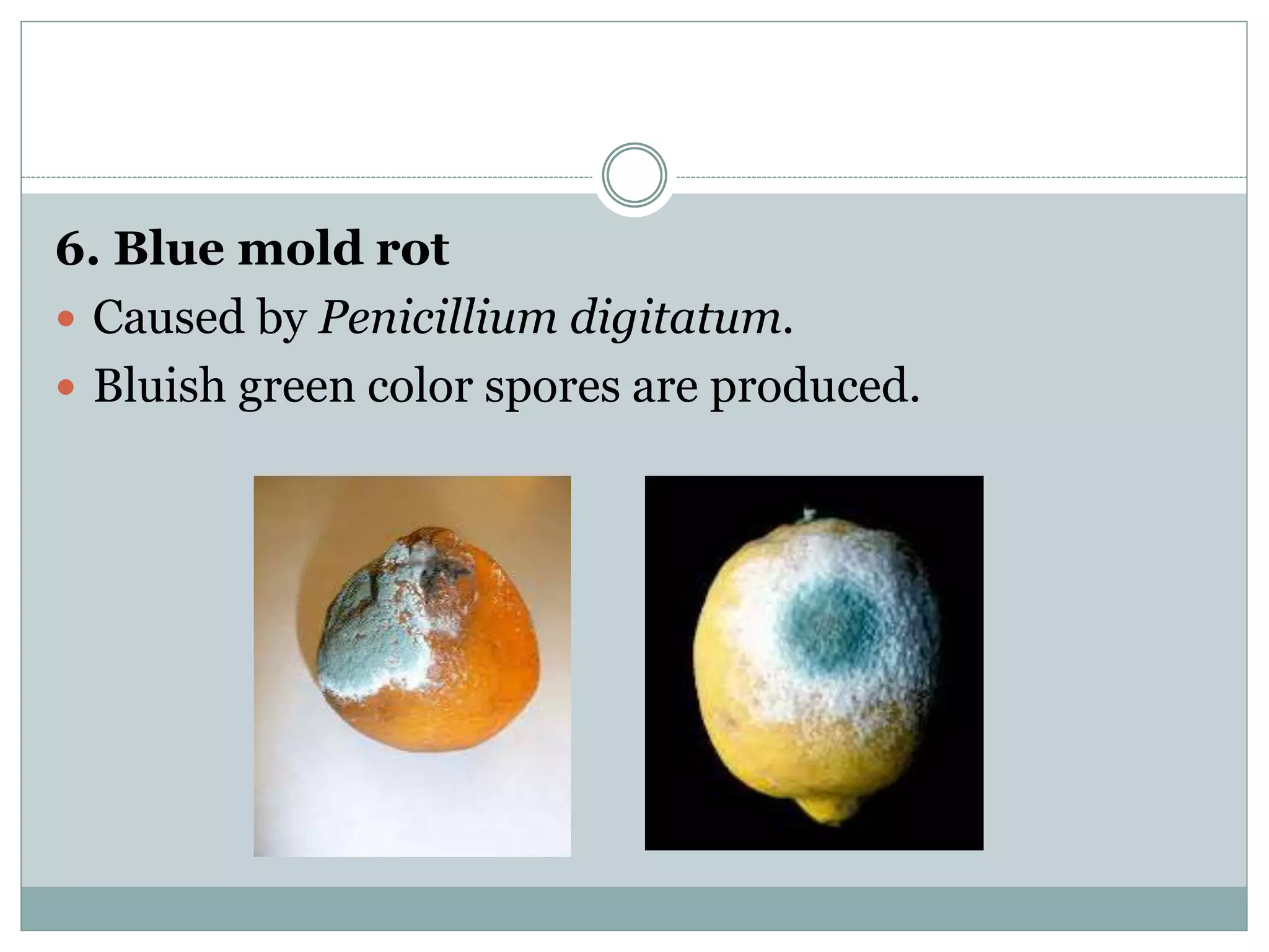 Microbial spoilage of fruits & vegetables | PPTX