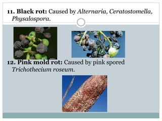 Microbial spoilage of fruits & vegetables | PPTX