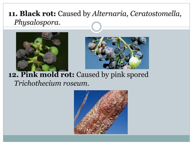 Microbial spoilage of fruits & vegetables | PPTX | Gardening | Home ...