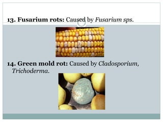Microbial spoilage of fruits & vegetables | PPTX
