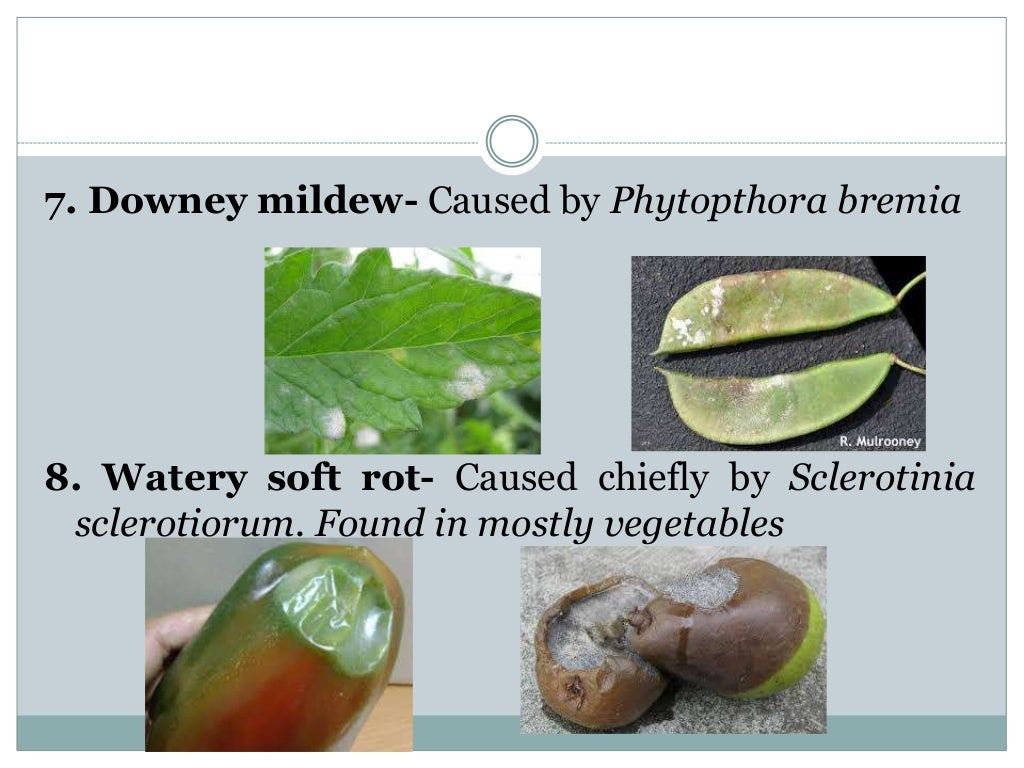 Microbial spoilage of fruits & vegetables