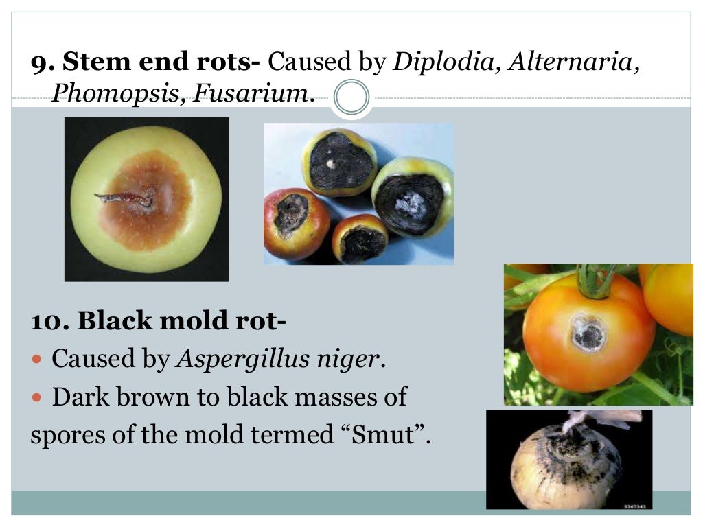 Microbial spoilage of fruits & vegetables
