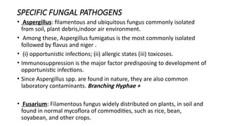 MICROBIOLOGY OF FUNGI INVOLVING CORNEA.pptx