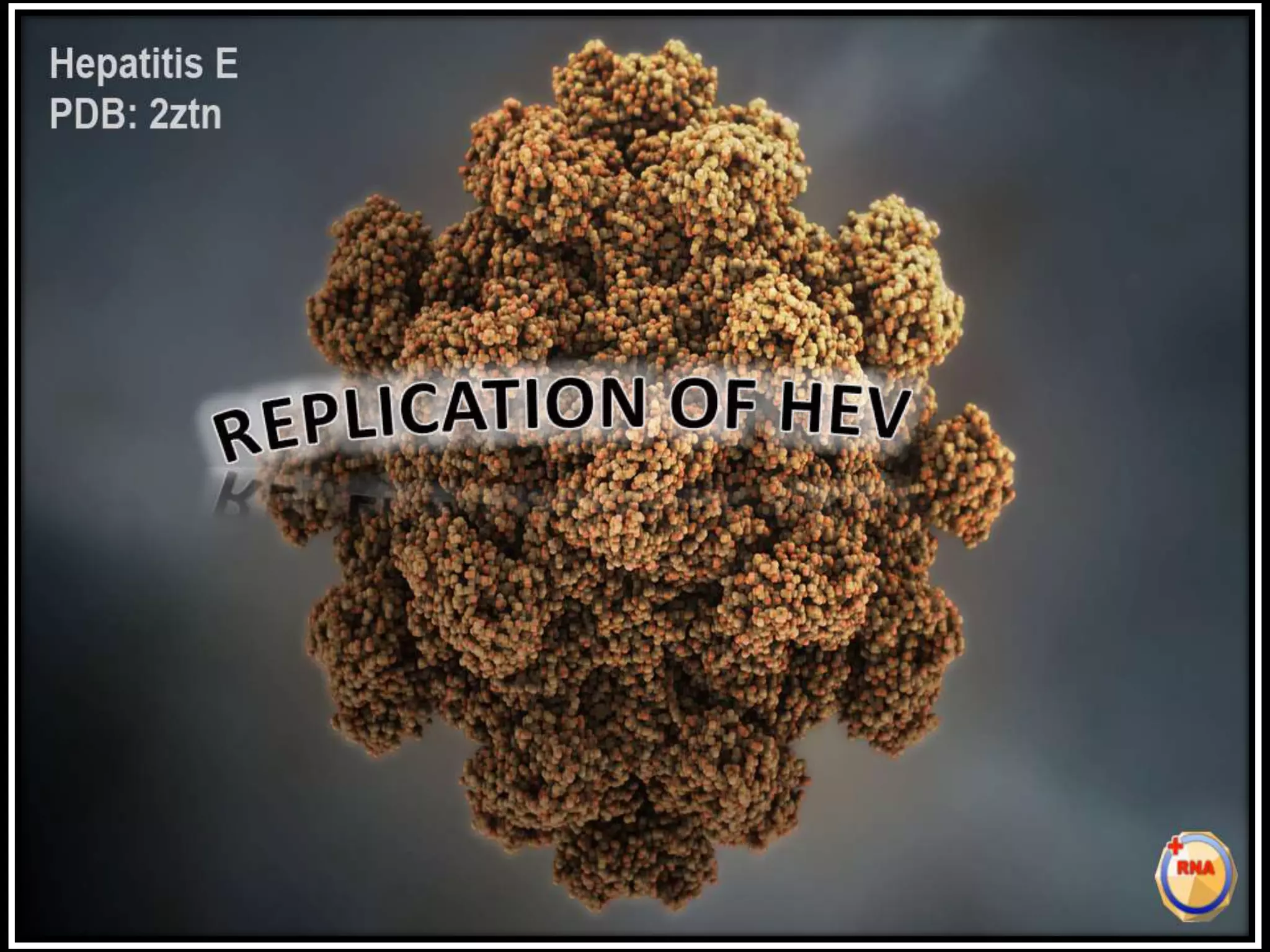 Microbiology of hepatitis e virus | PPT