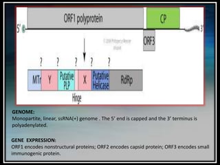 Microbiology of hepatitis e virus | PPT