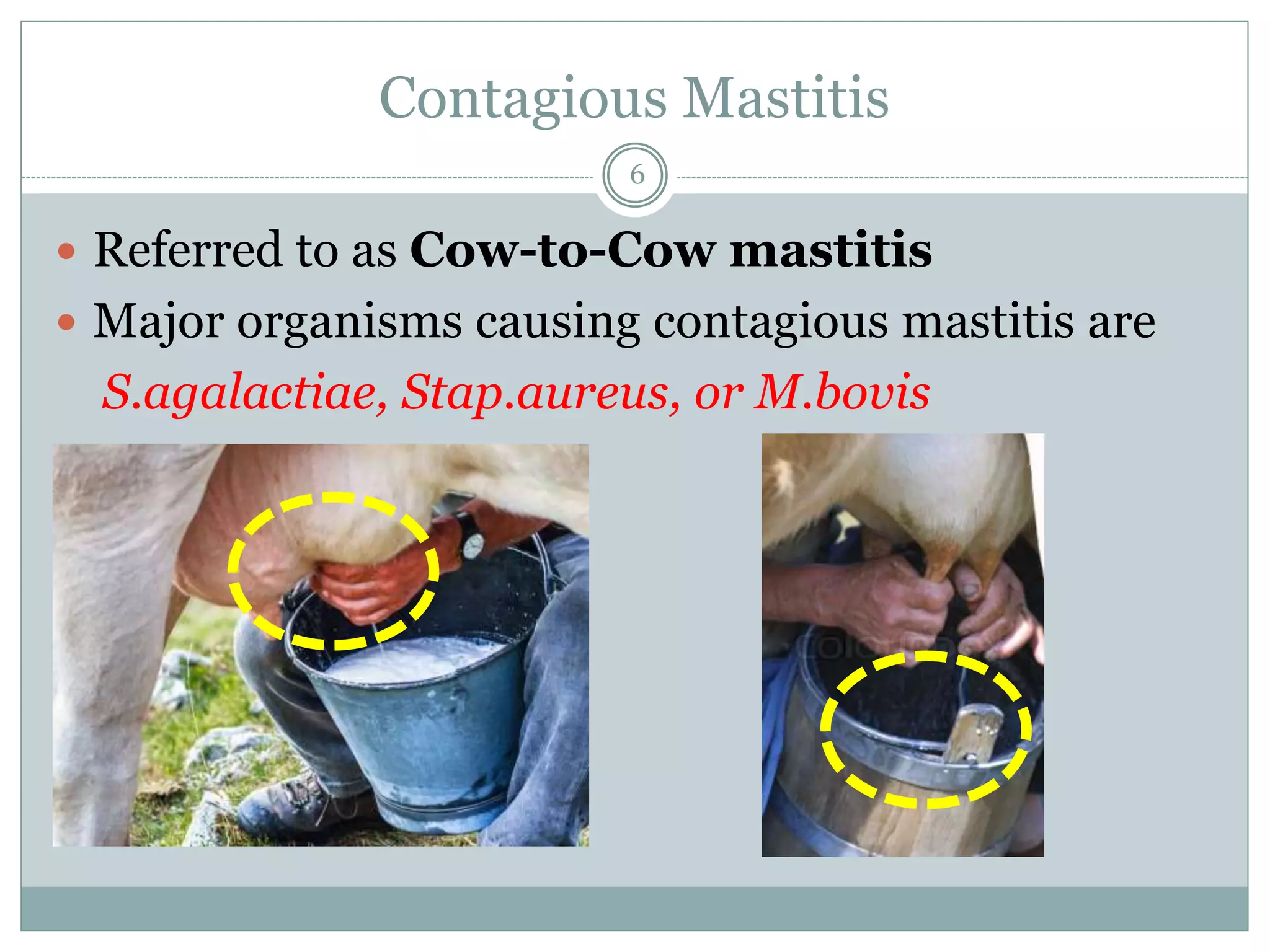 Microbiology of mastitis | PPTX