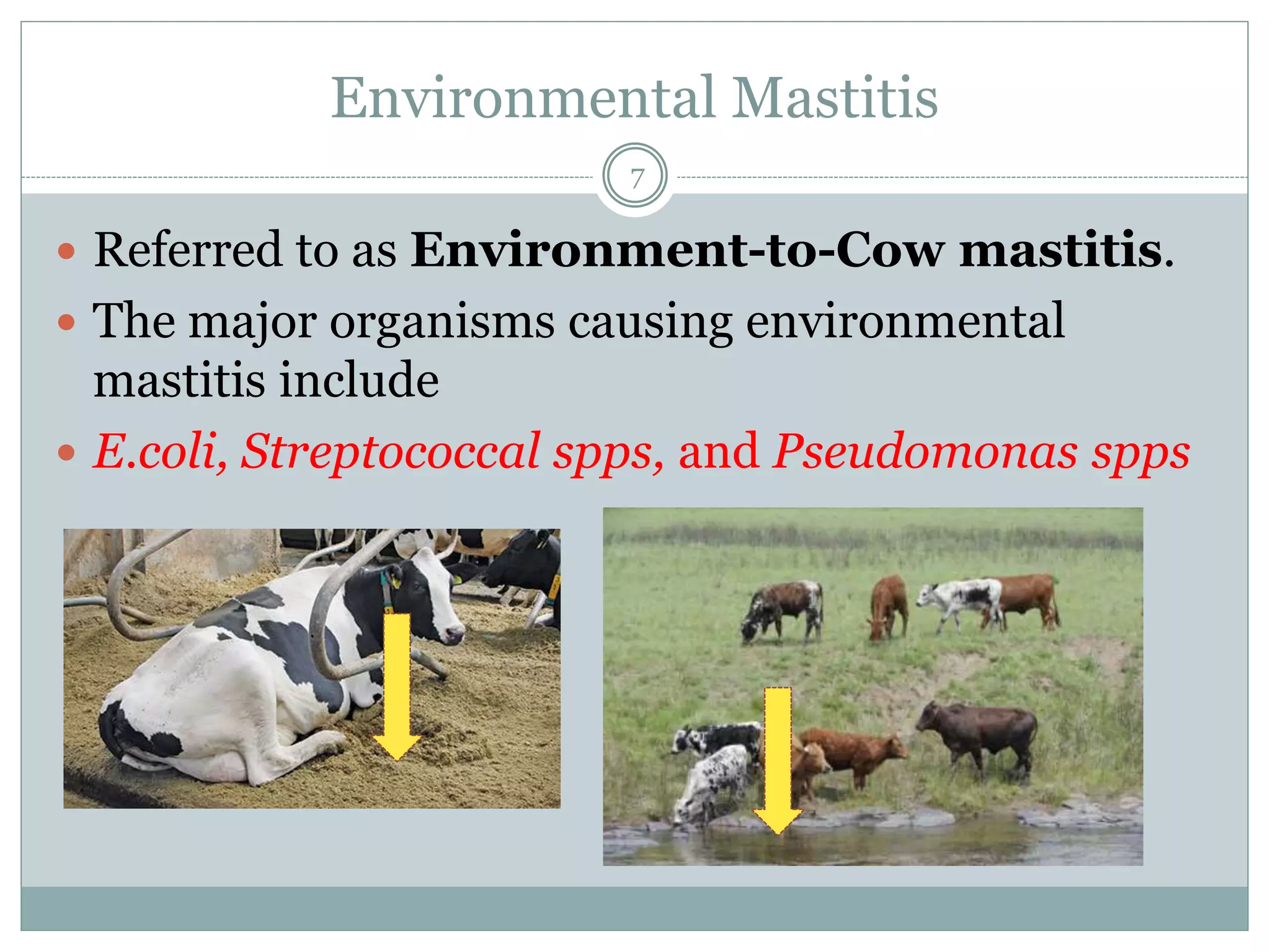 Microbiology of mastitis | PPTX