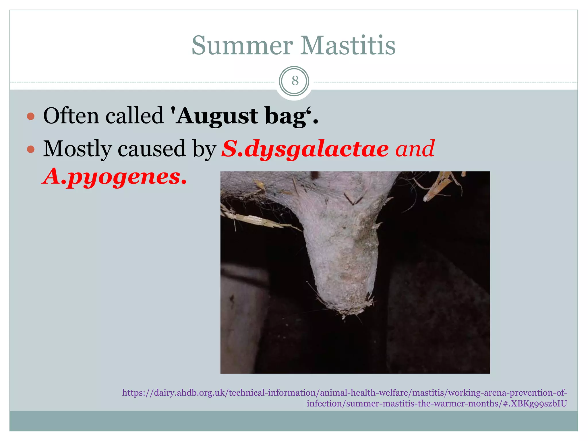 Microbiology of mastitis | PPTX