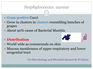 Microbiology of mastitis | PPTX