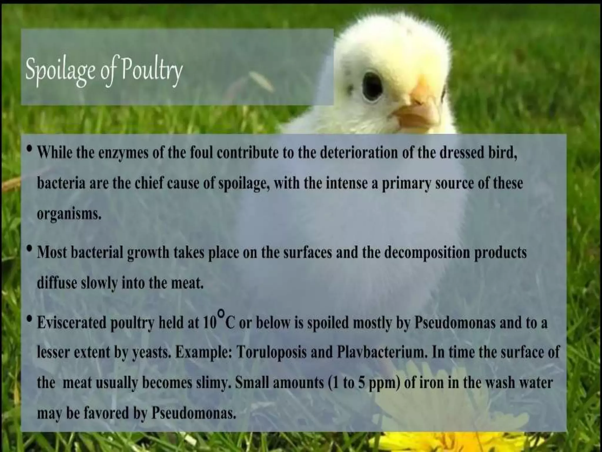 Microbiology of Paultry and Egg.pptx