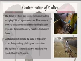 Microbiology of Paultry and Egg.pptx