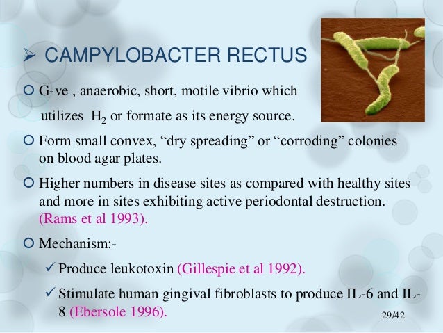 Microbiology of periodontal disease- part 2