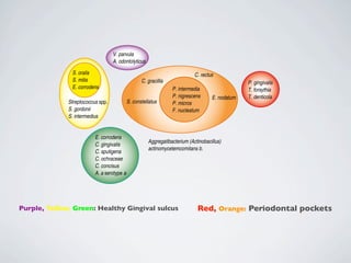 Microbiology of Periodontal diseases | PDF