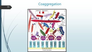 Microbiology of periodontal diseases | PPTX