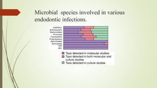 @Microbiology of pulp & periradicular pathosis part 1 2024.pptx