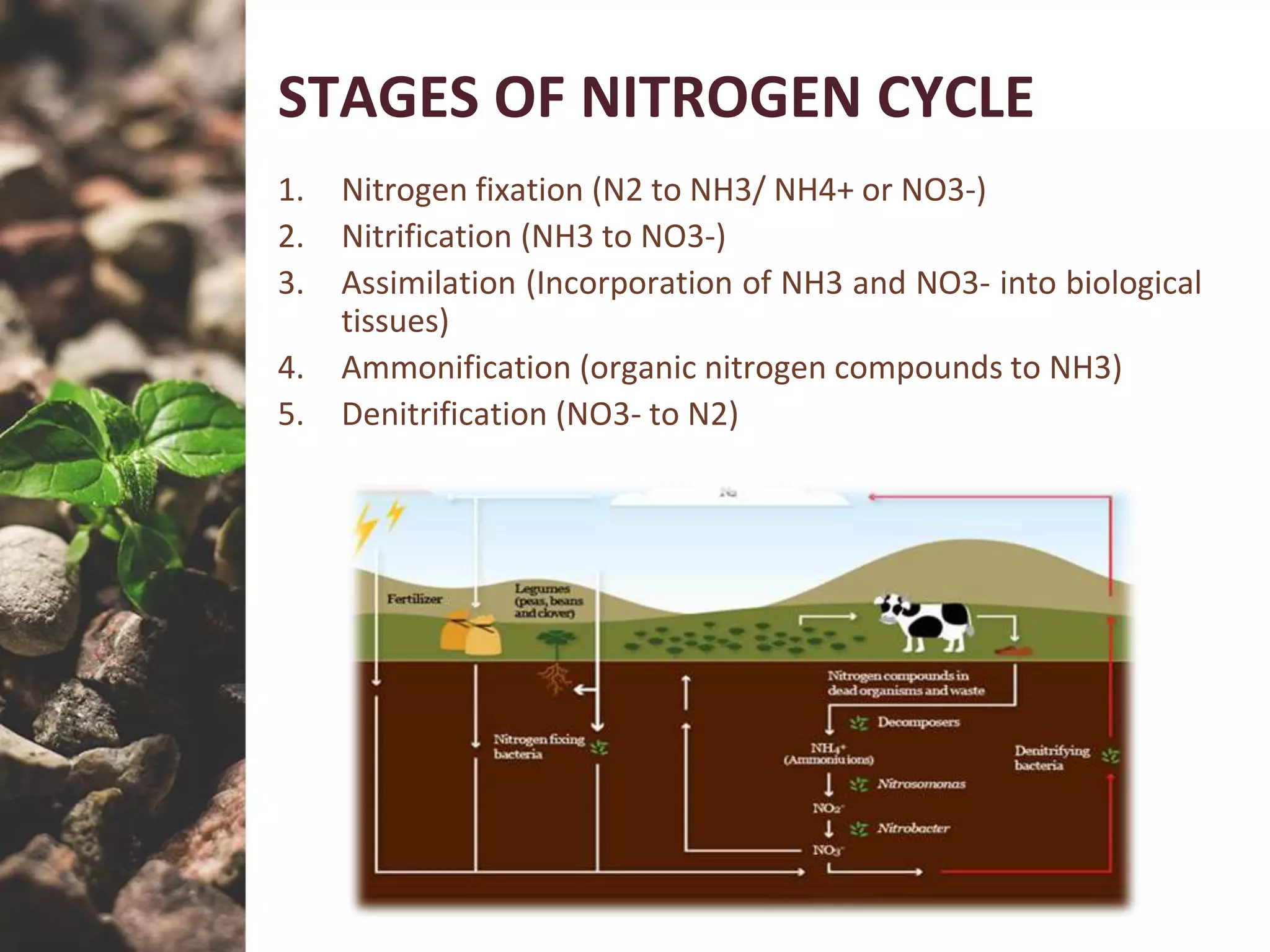 Microbiology of soil & nitrogen cycle | PPT