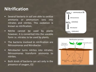 Microbiology of soil & nitrogen cycle | PPTX