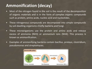 Microbiology of soil & nitrogen cycle | PPT
