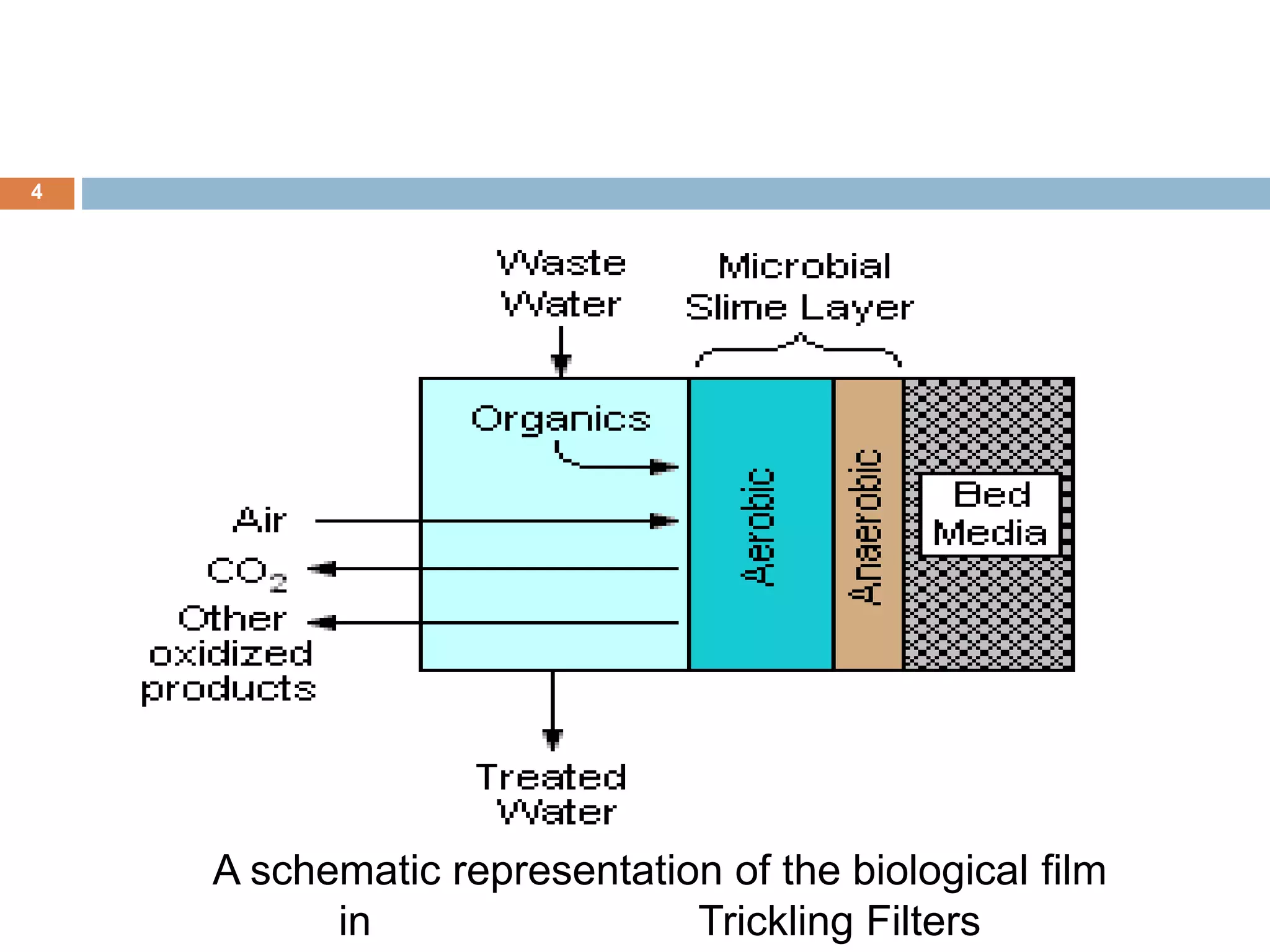 Microbiology of trickling filters | PPTX