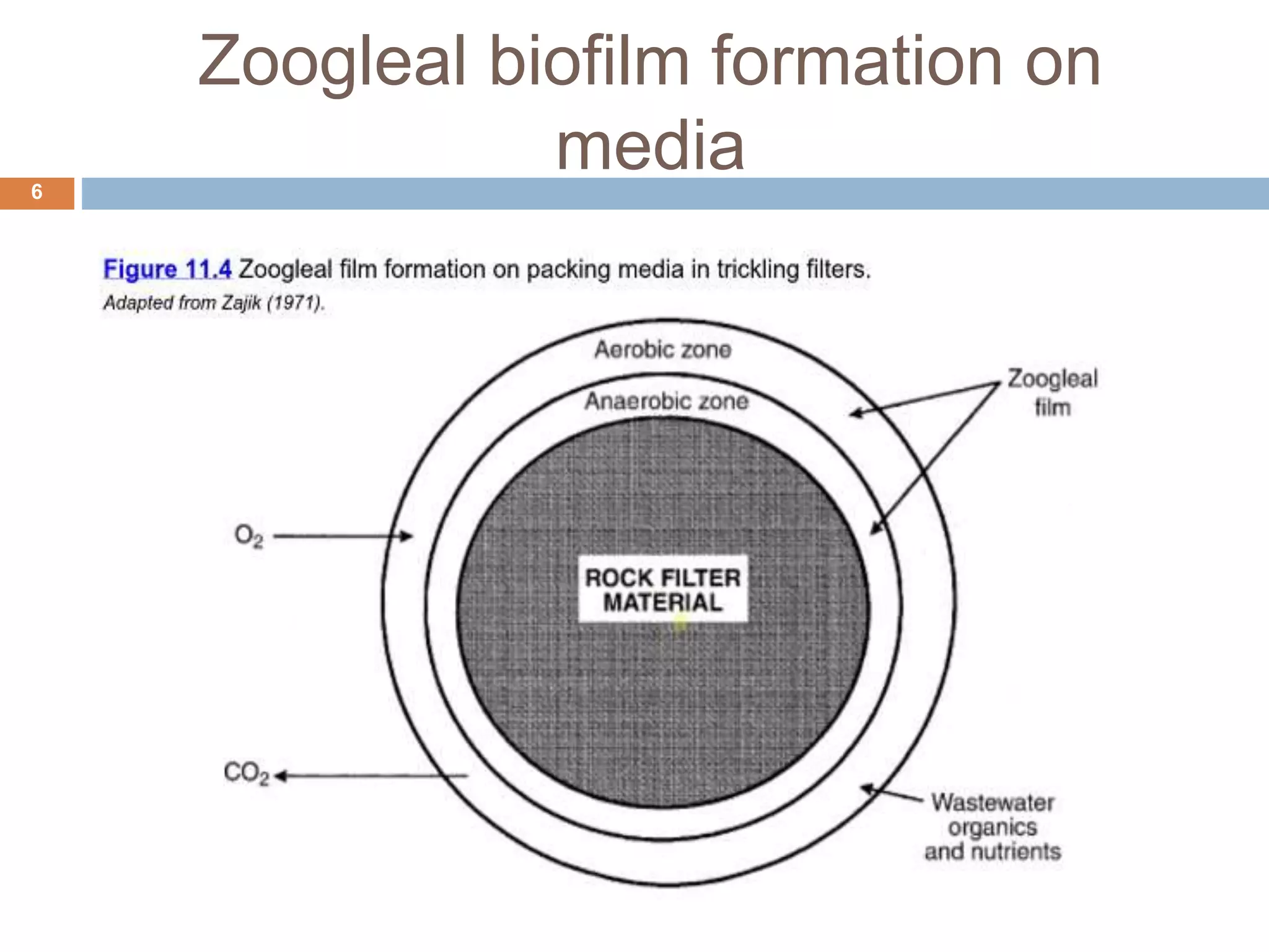 Microbiology of trickling filters | PPTX