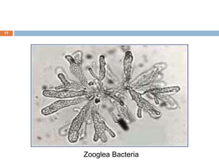 Microbiology of trickling filters | PPTX