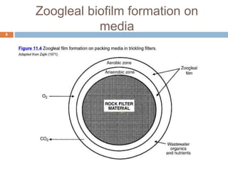 Microbiology of trickling filters | PPTX