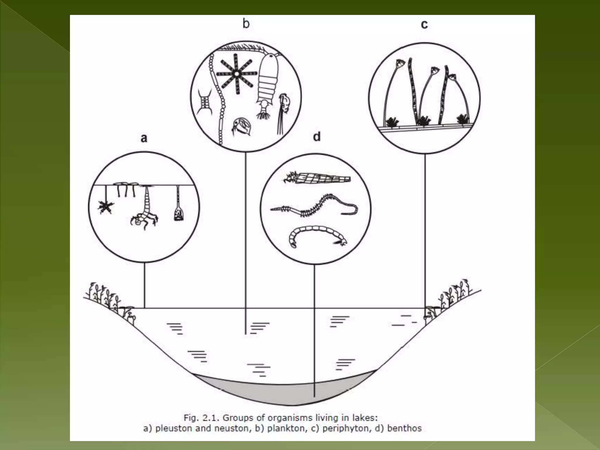 Microbiology of water | PPTX