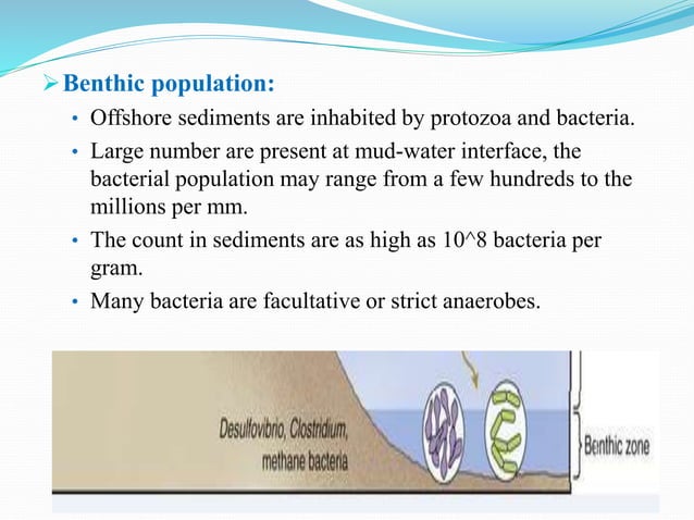 Microbiology of water | PPTX