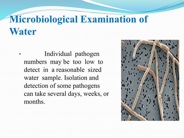Microbiology of water | PPTX
