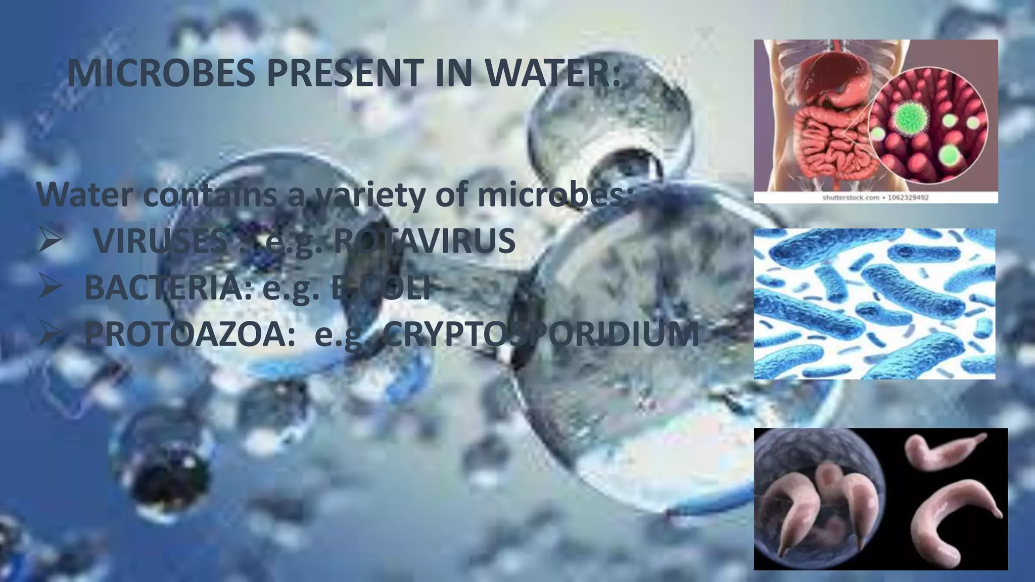 Microbiology of water and wastewater | PPTX