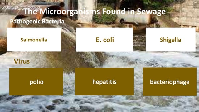 Microbiology of water and wastewater | PPTX