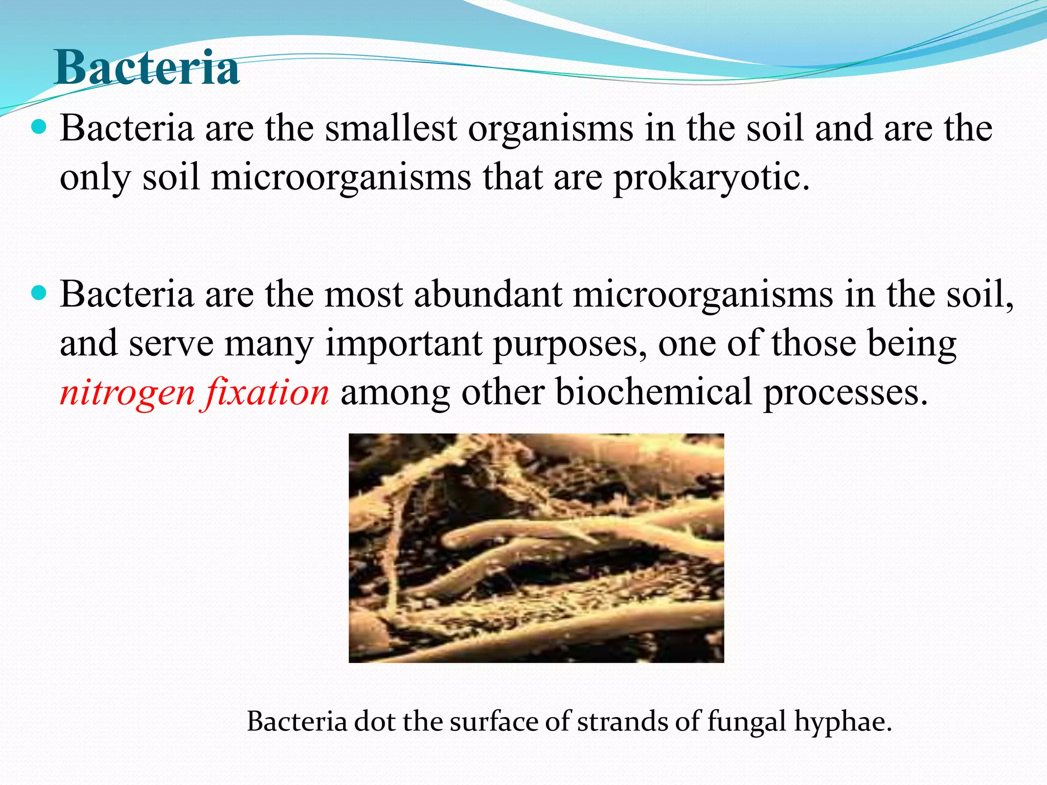 Microbiology of water, soil & air | PPTX | Geography | Science