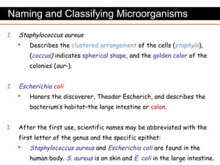 Microbiology overview | PPT