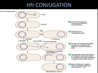 Conjugation Microbiology powerpoint presentation | PPTX