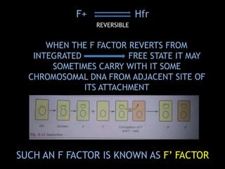 Conjugation Microbiology powerpoint presentation | PPTX