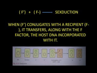 Conjugation Microbiology powerpoint presentation | PPTX