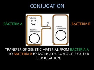 Conjugation Microbiology powerpoint presentation | PPTX